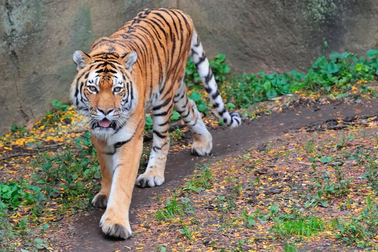 Winter in Chicago: 10 Fun Things To Do In Chicago In Winter