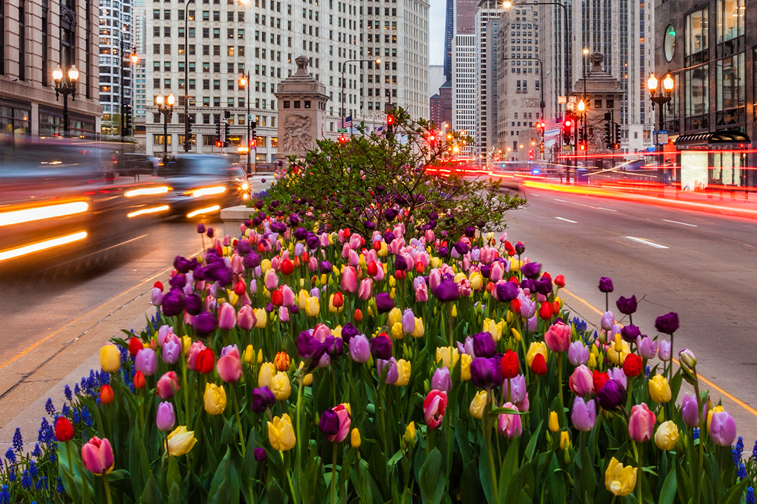 Chicago Spring Activities: Things to Do in Chicago in Spring